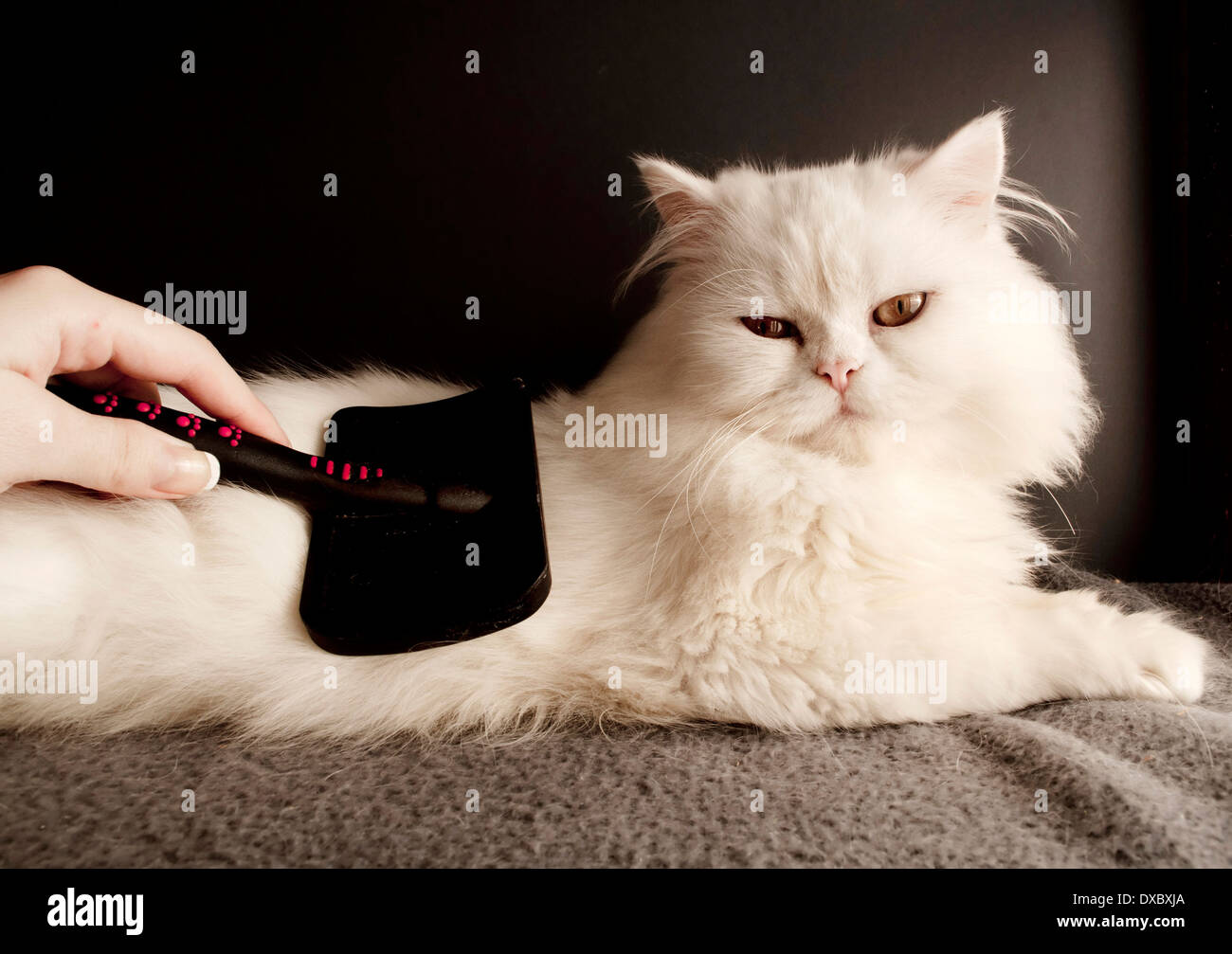 Cat combing hi-res stock photography and images - Alamy