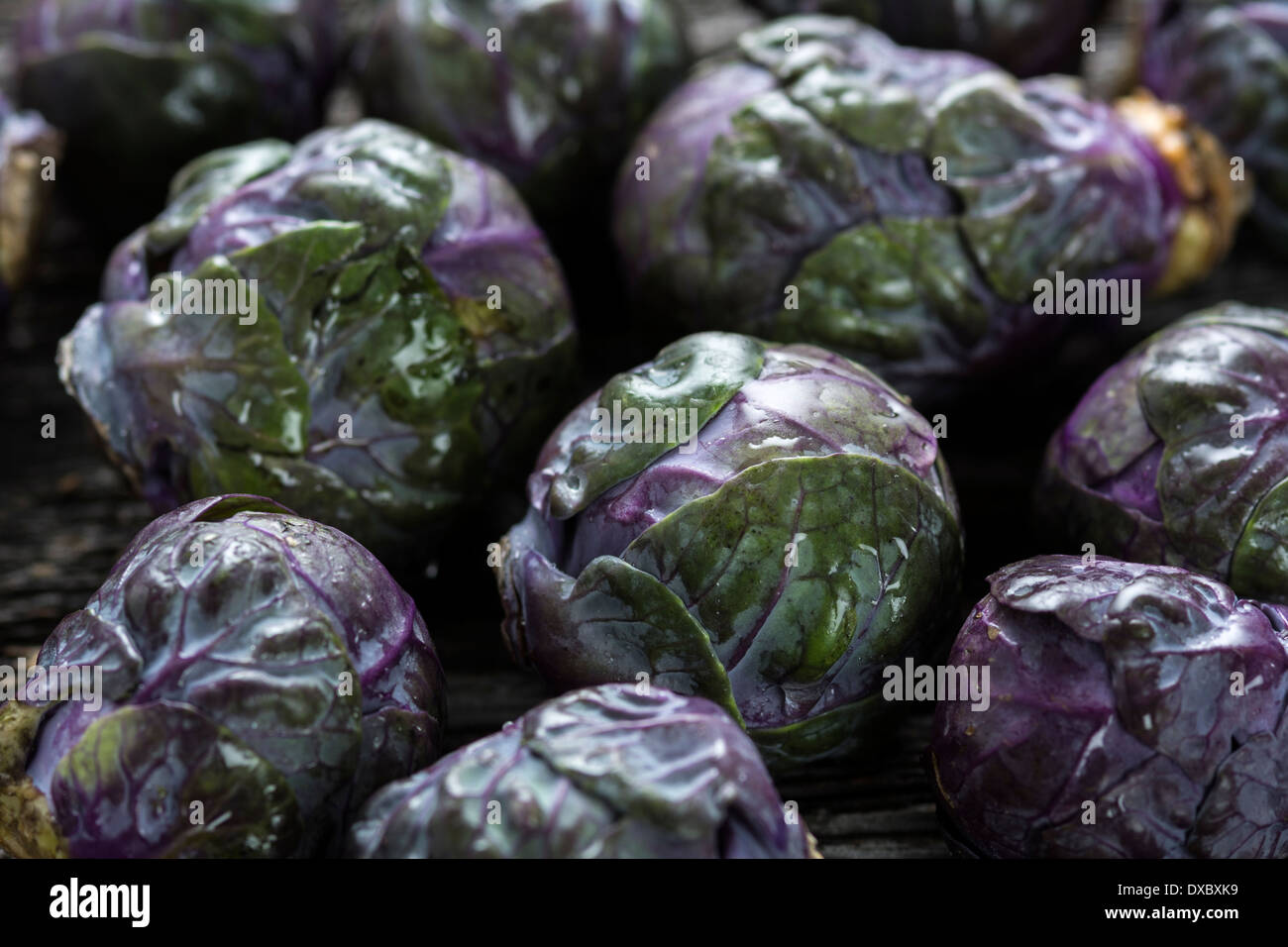 Raw organic purple Brussels sprouts set on rustic wood Stock Photo - Alamy