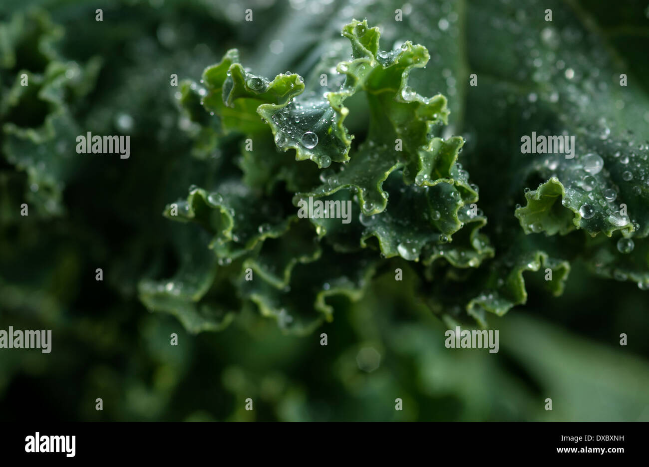 Kale water droplets hi-res stock photography and images - Alamy