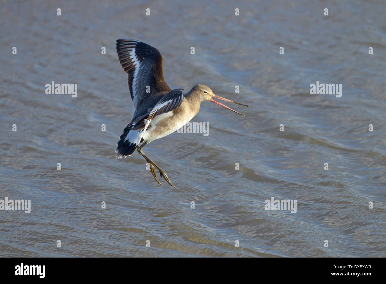 Limosa subspecies hi-res stock photography and images - Alamy