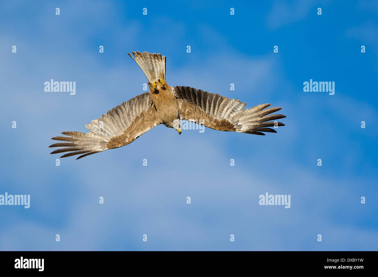 Milvus migrans flight flying hunting hi-res stock photography and ...
