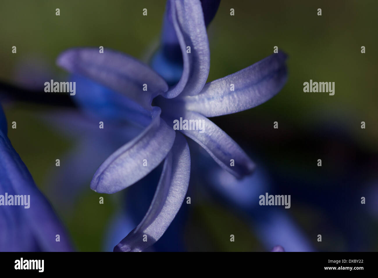 blue flower closeup Stock Photo - Alamy