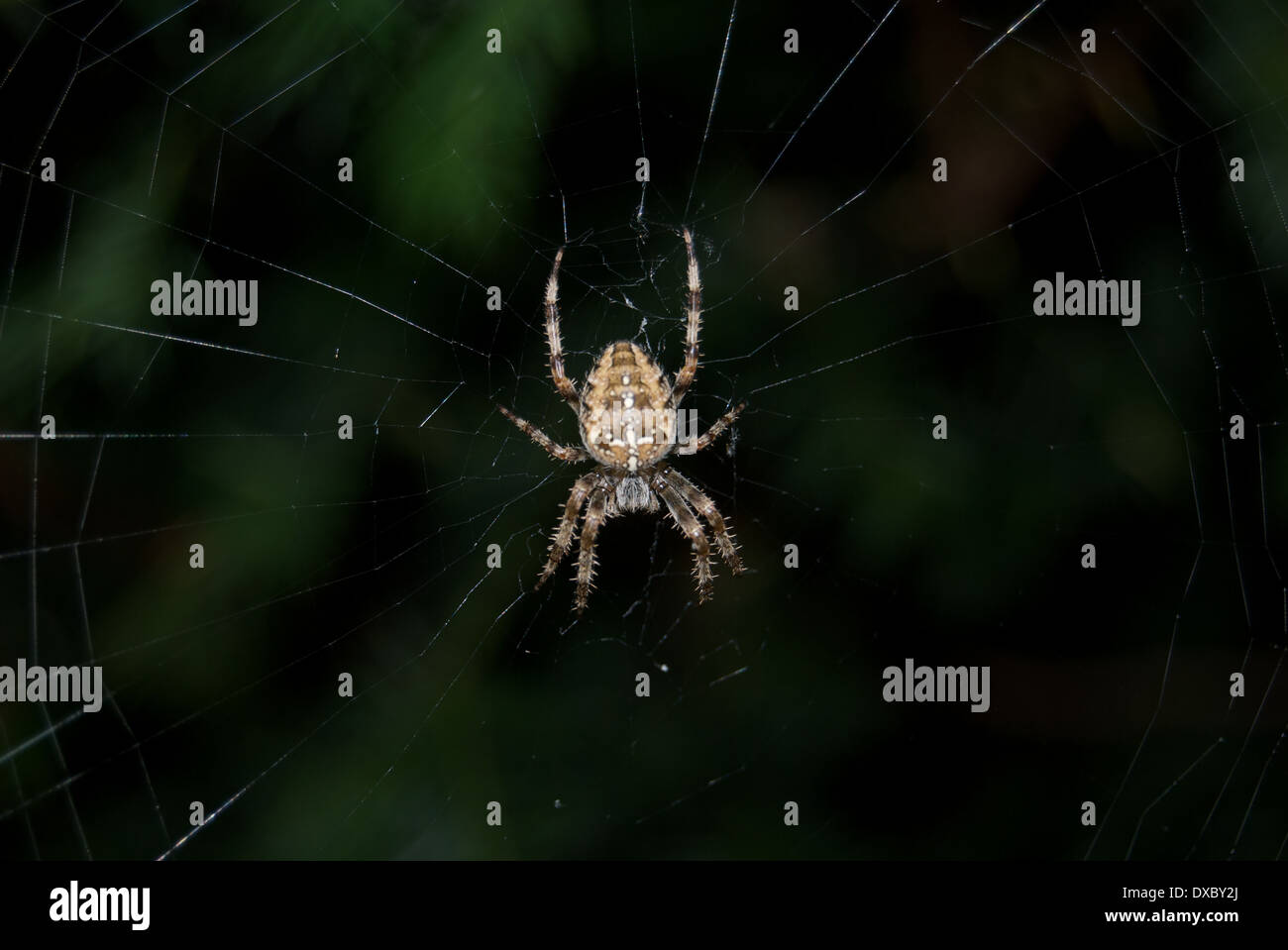 Spider in web Stock Photo - Alamy