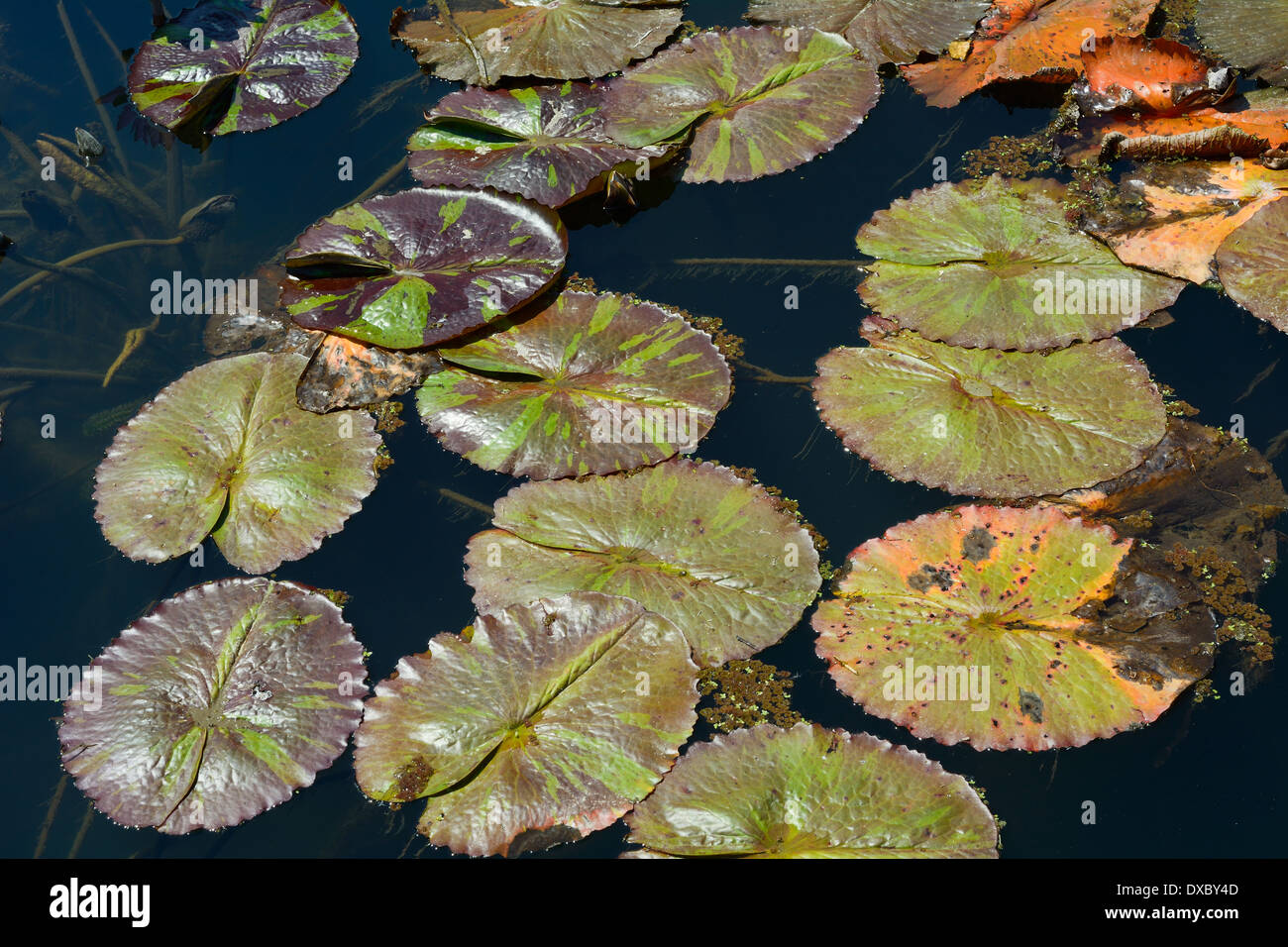 Field of Lily Pads on a Calm Pond Stock Photo - Alamy