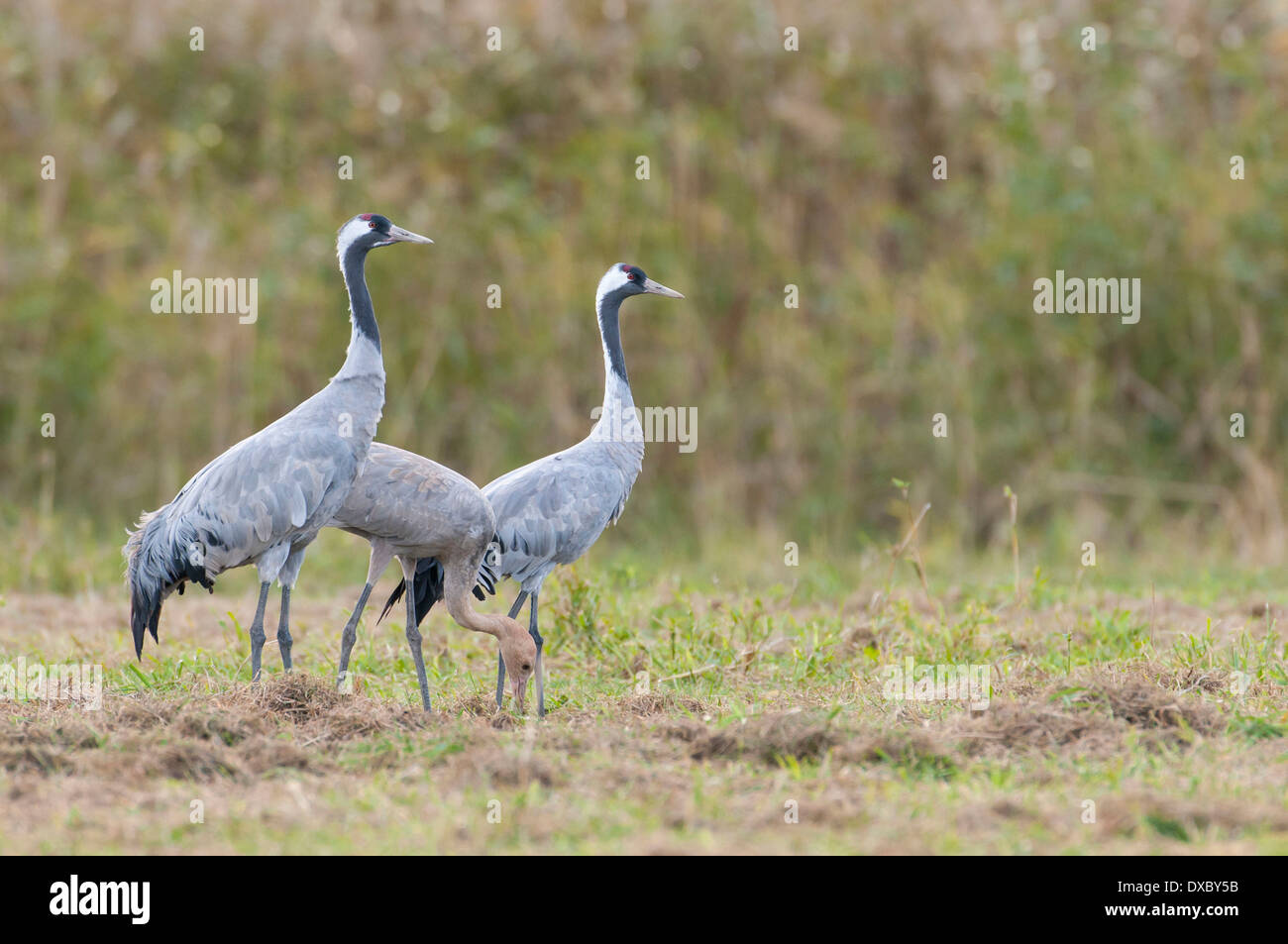 Kranich, Vogel des Gluecks Stock Photo - Alamy