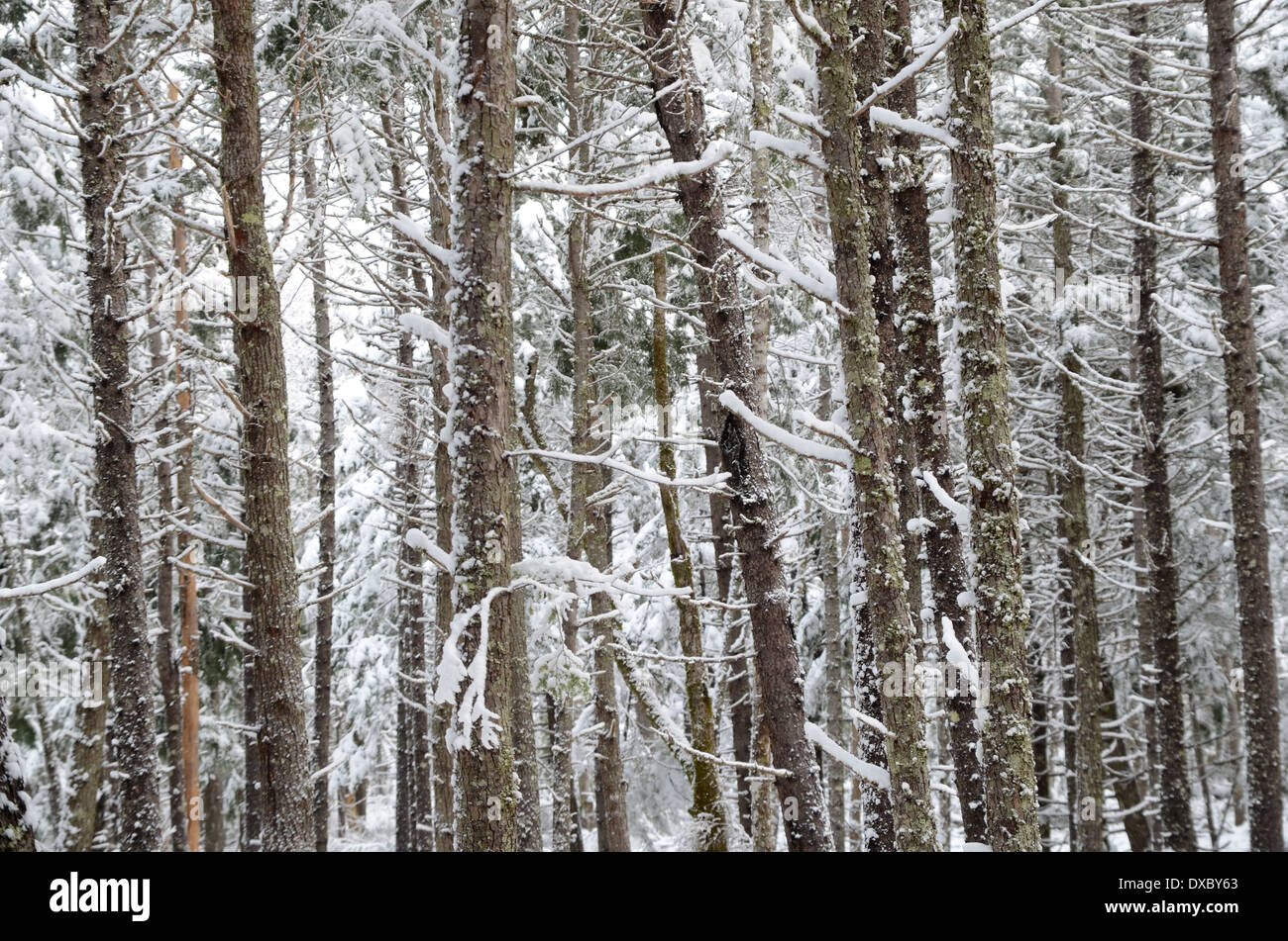 Softwood trees in winter, Nova Scotia, Canada Stock Photo - Alamy