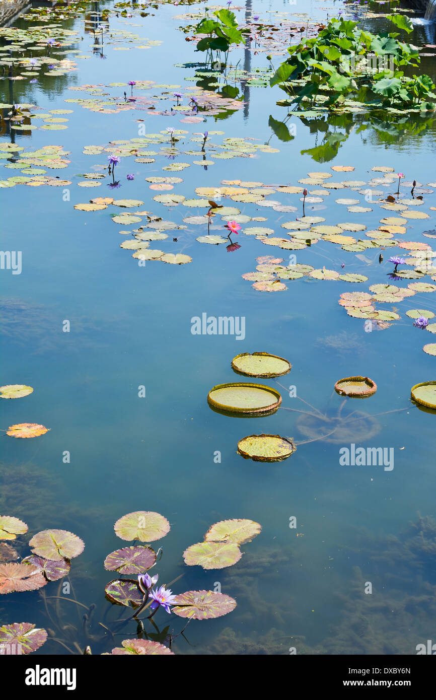 Lily pads pond flowers hi-res stock photography and images - Alamy