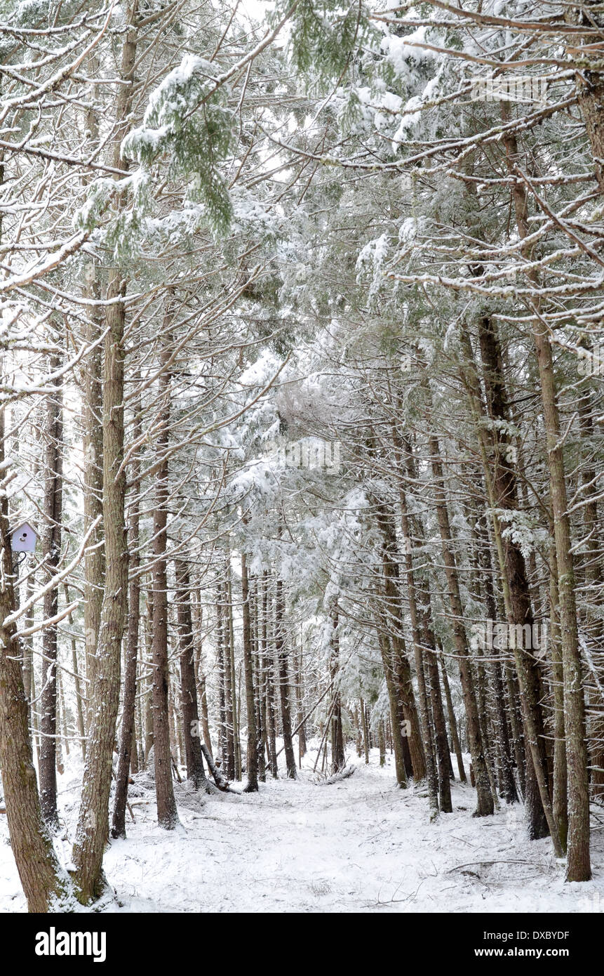 Softwood trees hi-res stock photography and images - Alamy