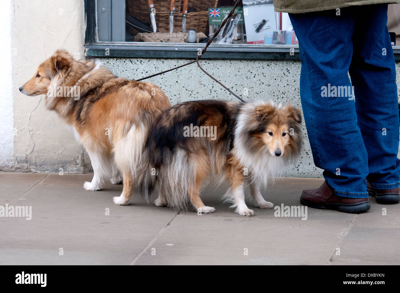 Shelties hi-res stock photography and images - Alamy