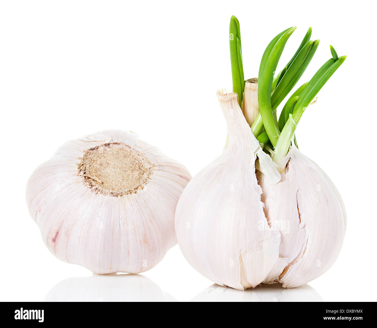 garlic close up on white background Stock Photo - Alamy
