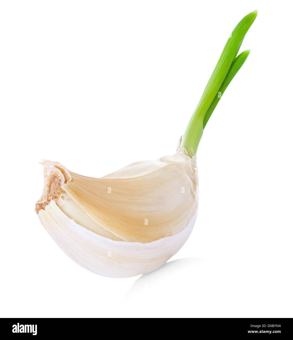 garlic close up on white background Stock Photo - Alamy