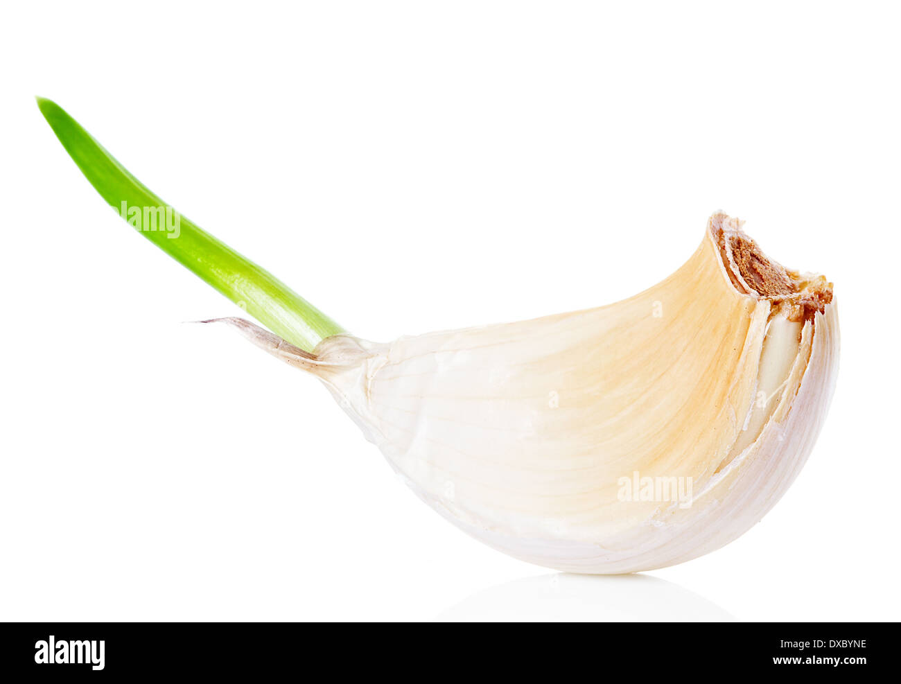 garlic close up on white background Stock Photo - Alamy