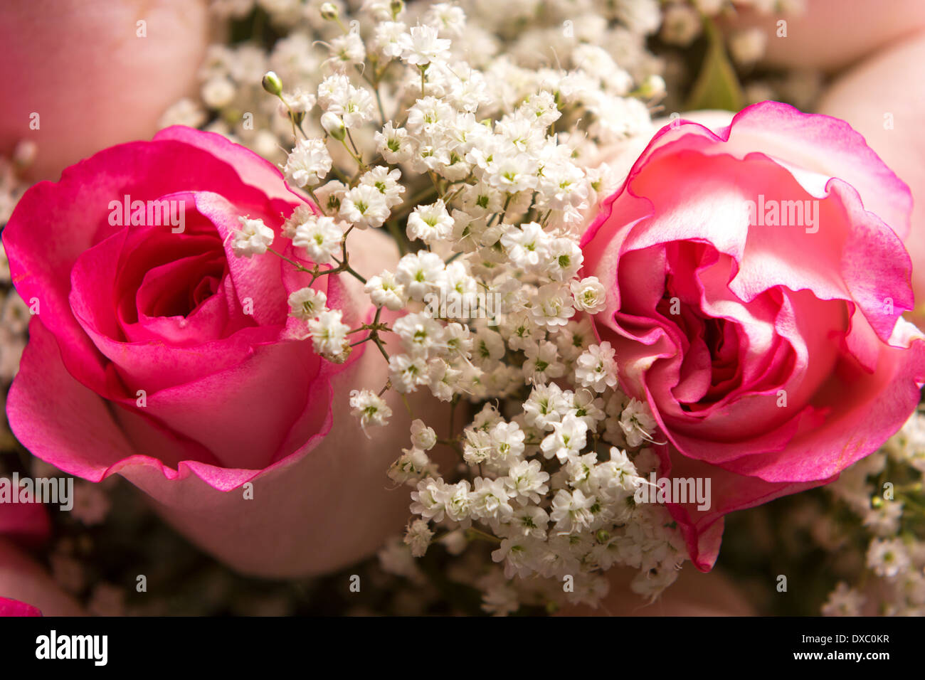 Closeup photo of pink roses and baby's breath Stock Photo - Alamy