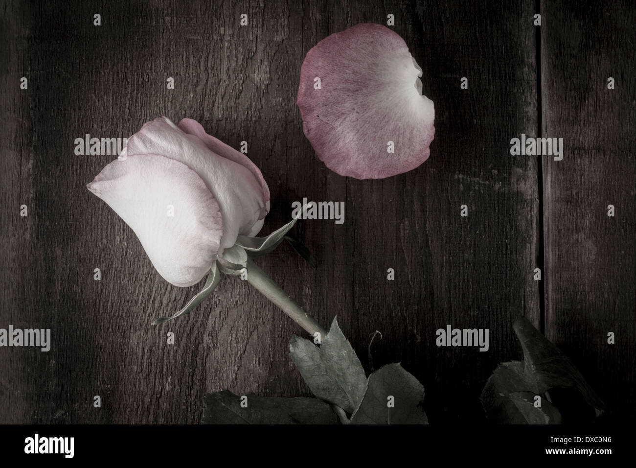 A single desaturated pink rose and one petal on rustic wood shot from ...