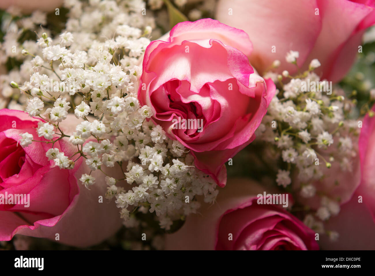 Baby breath plant hi-res stock photography and images - Alamy