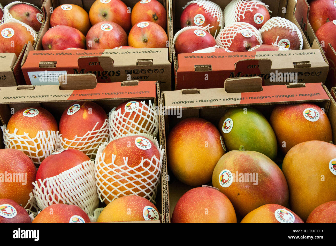 Organic mango farm peru hi-res stock photography and images - Alamy
