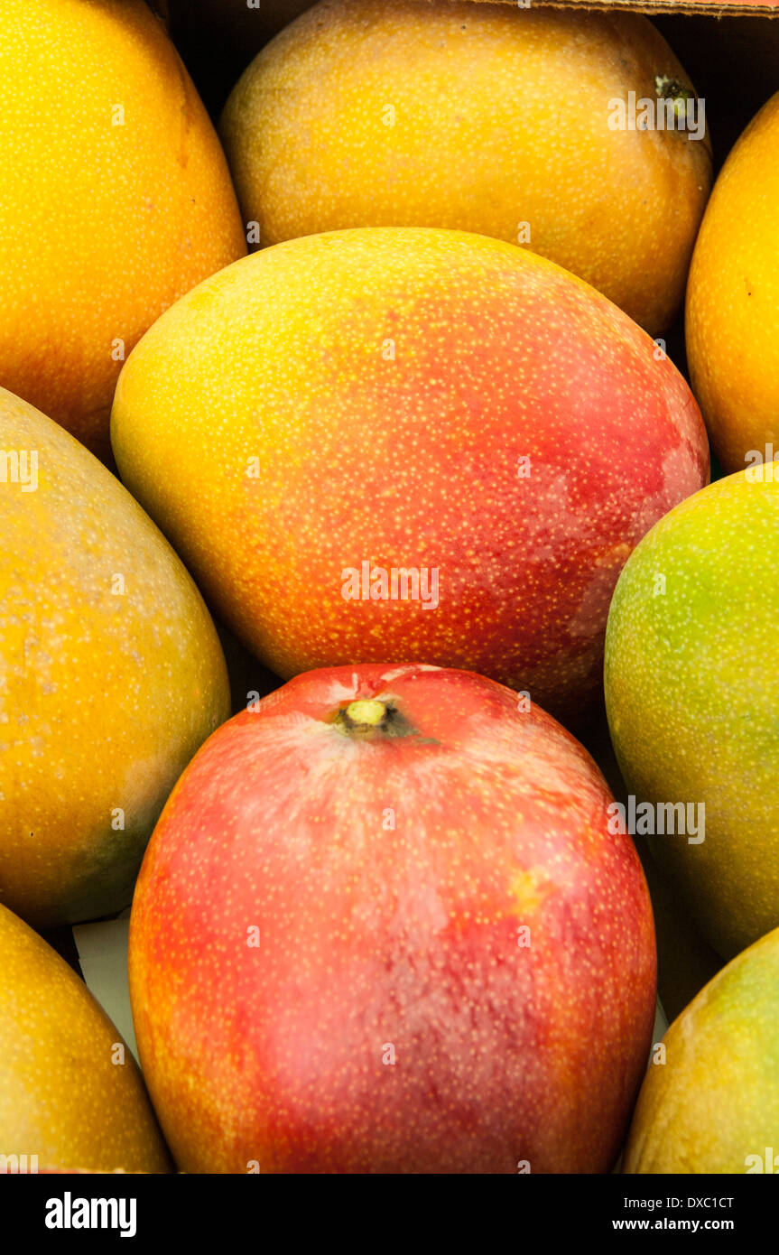 Organic mango farm peru hi-res stock photography and images - Alamy