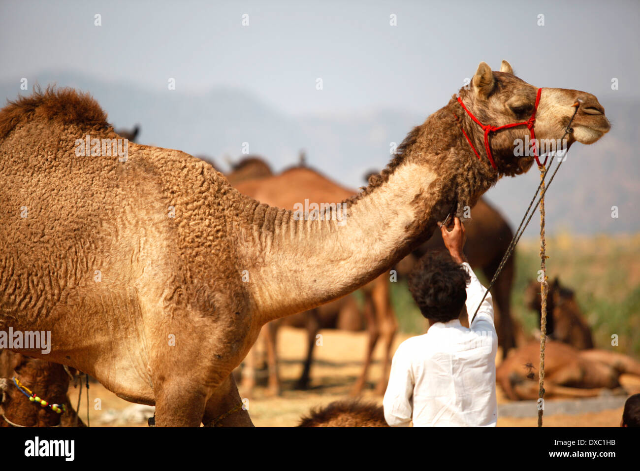 Camel hair cut hi-res stock photography and images - Alamy