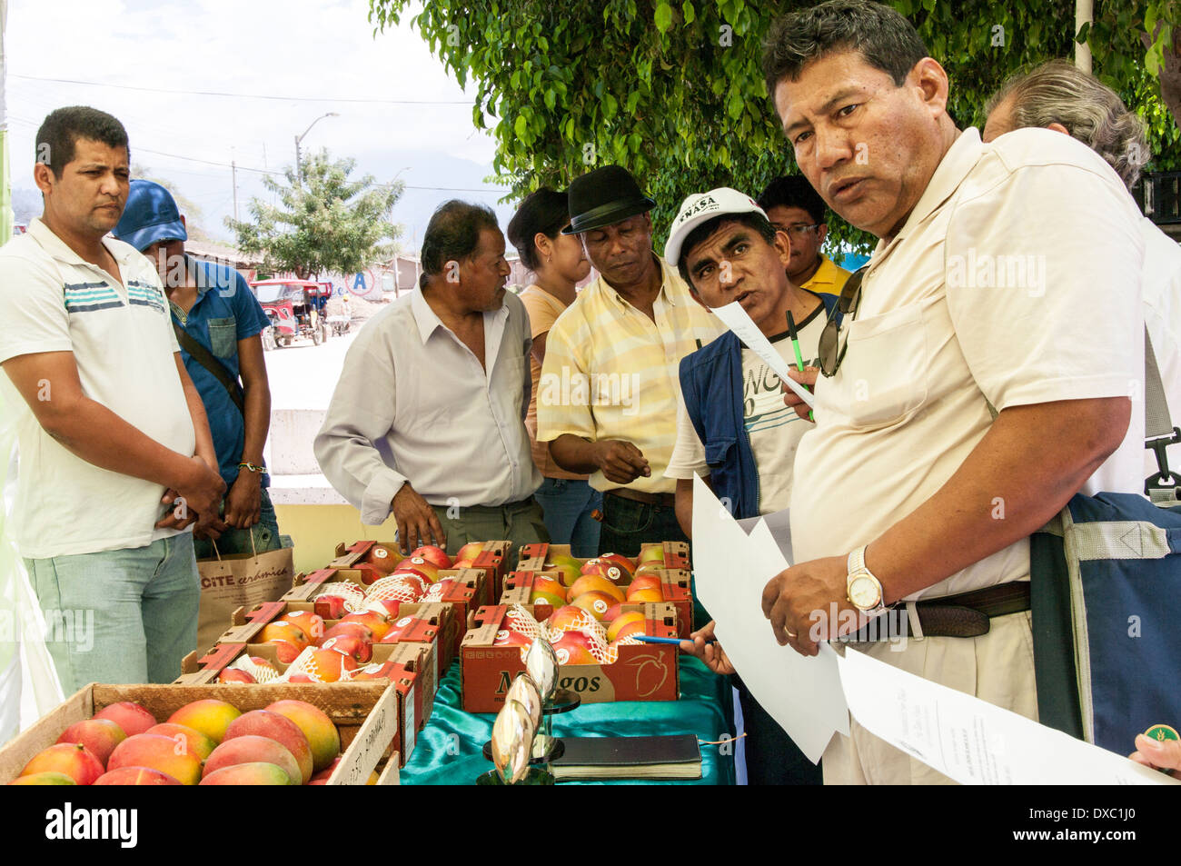 Organic mango farm peru hi-res stock photography and images - Alamy