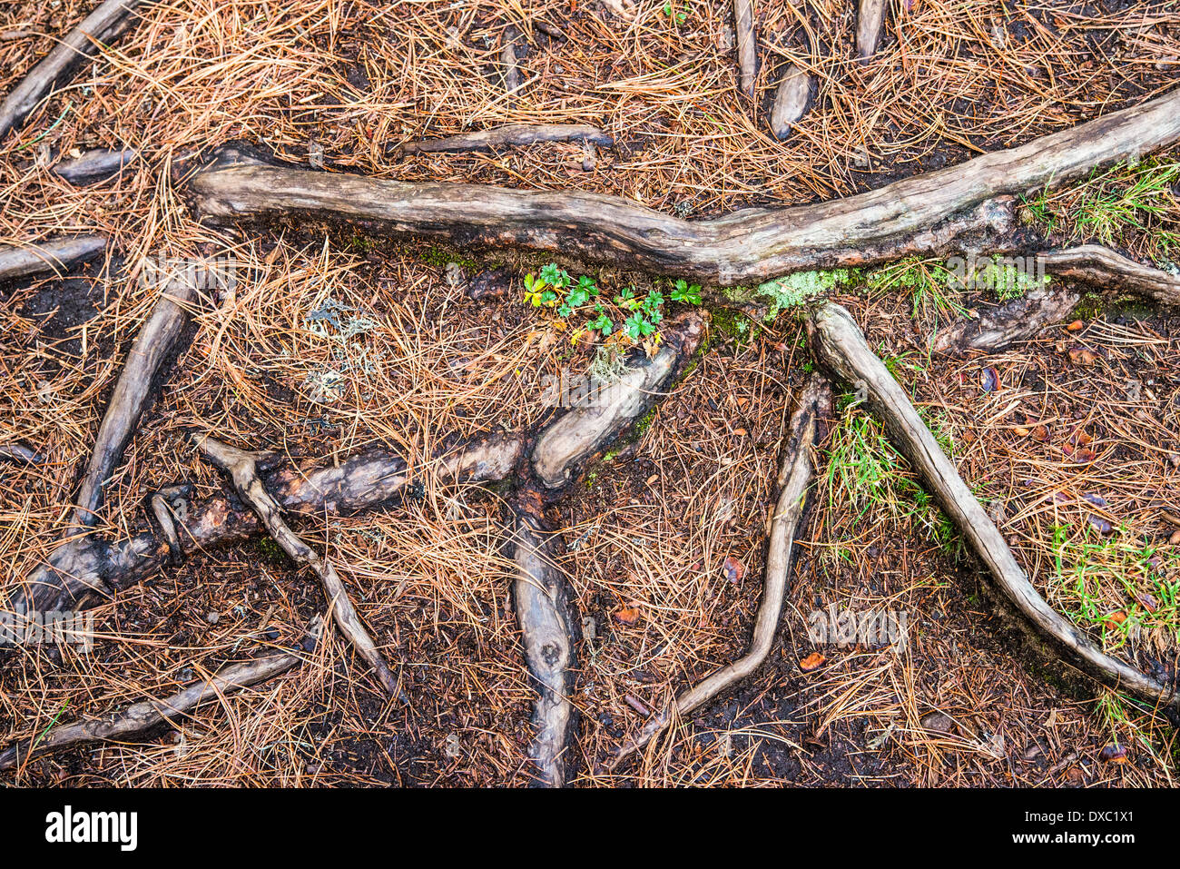 Tree root, Aletschwald Forest, Valais, Swiss Alps, Switzerland, Europe ...