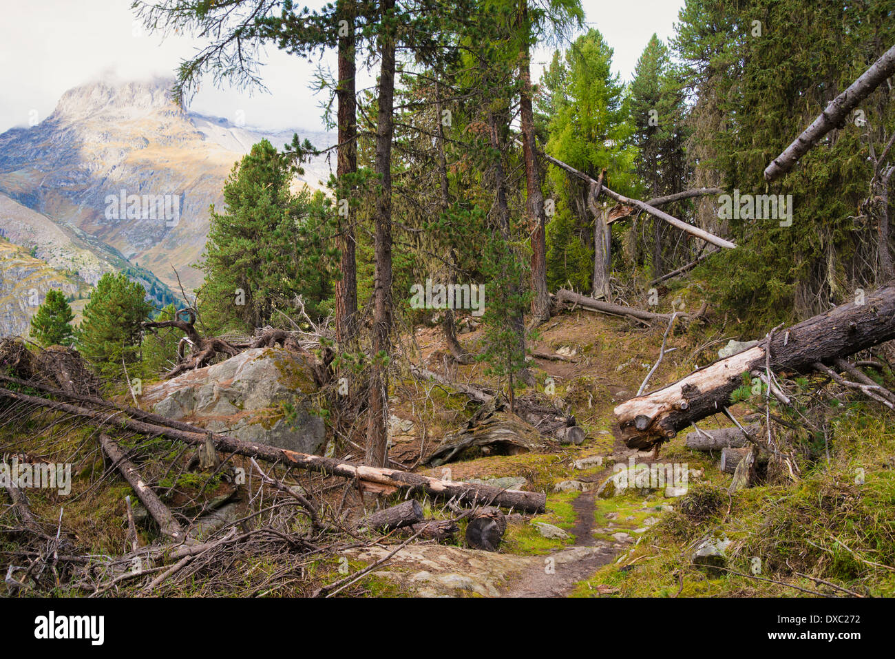 Aletschwald forest hi-res stock photography and images - Alamy