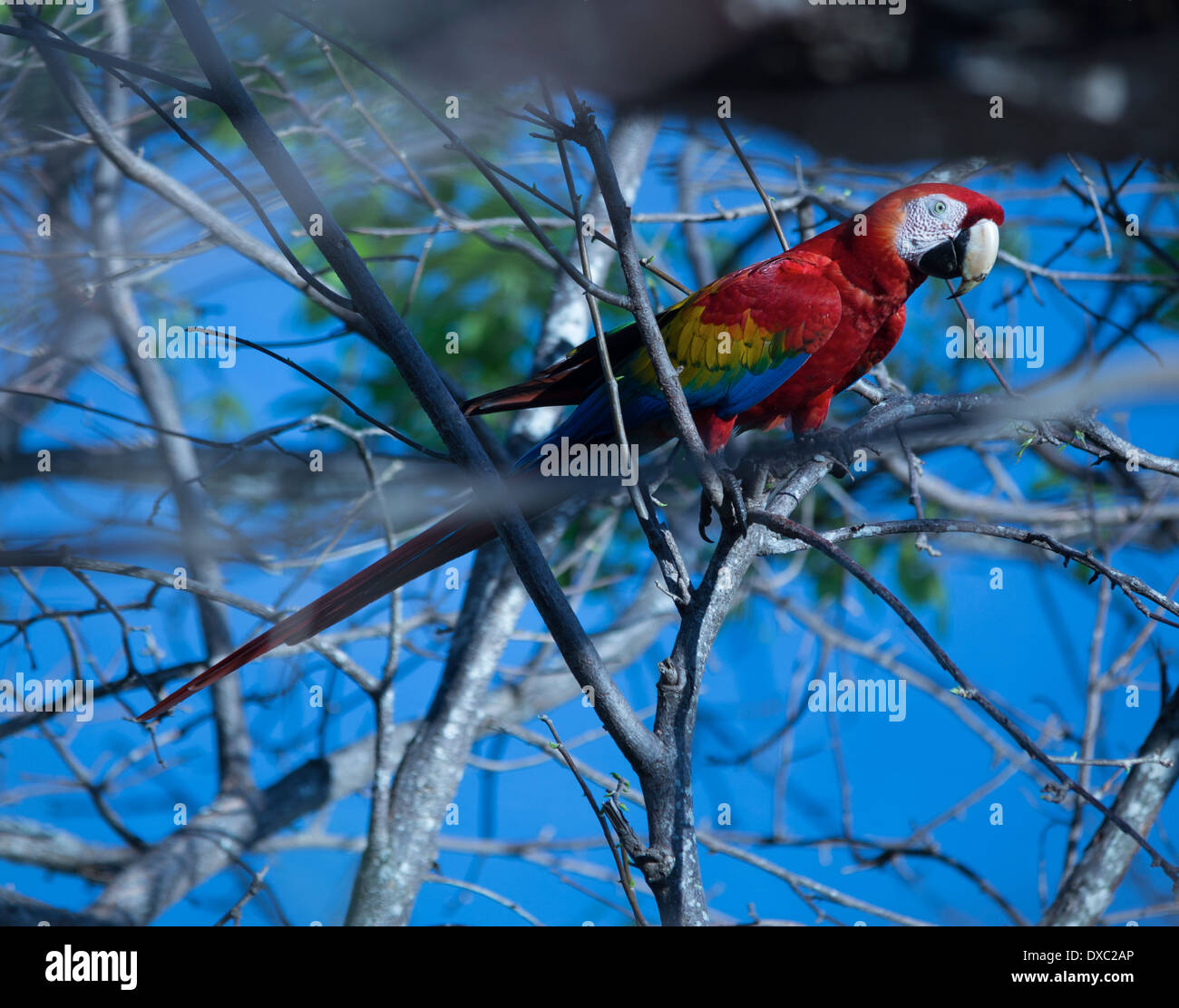 Wild Macaw on a tree at the pacific coast of Costa Rica Stock Photo - Alamy