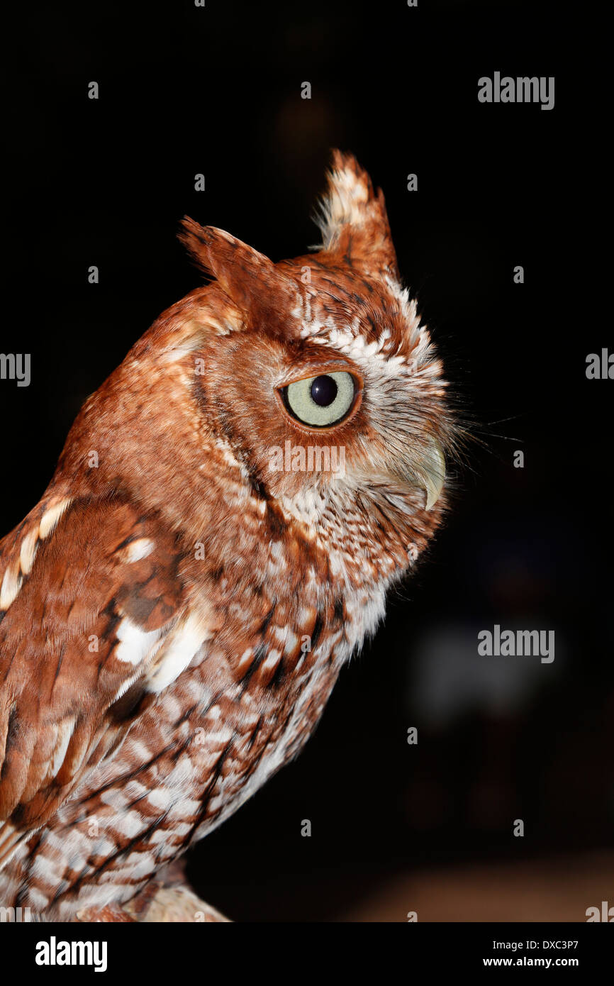 Megascops hi-res stock photography and images - Alamy