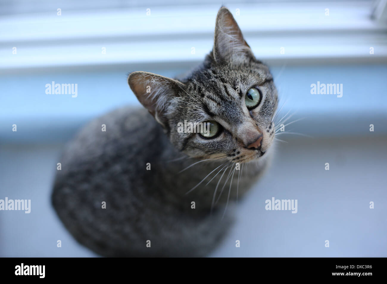 A close up of a cute cat looking up Stock Photo - Alamy