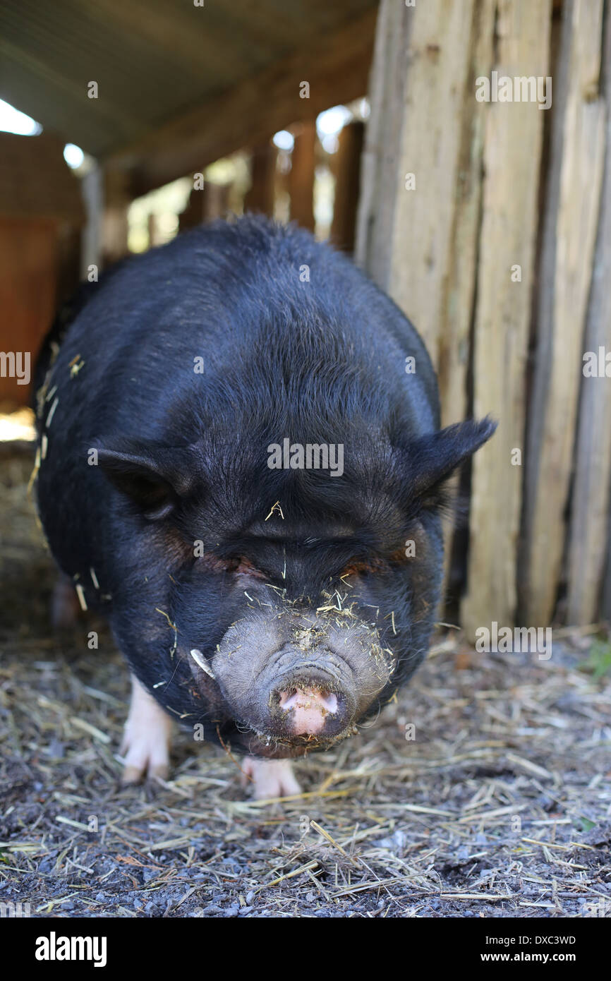 Large black pig hi-res stock photography and images - Alamy