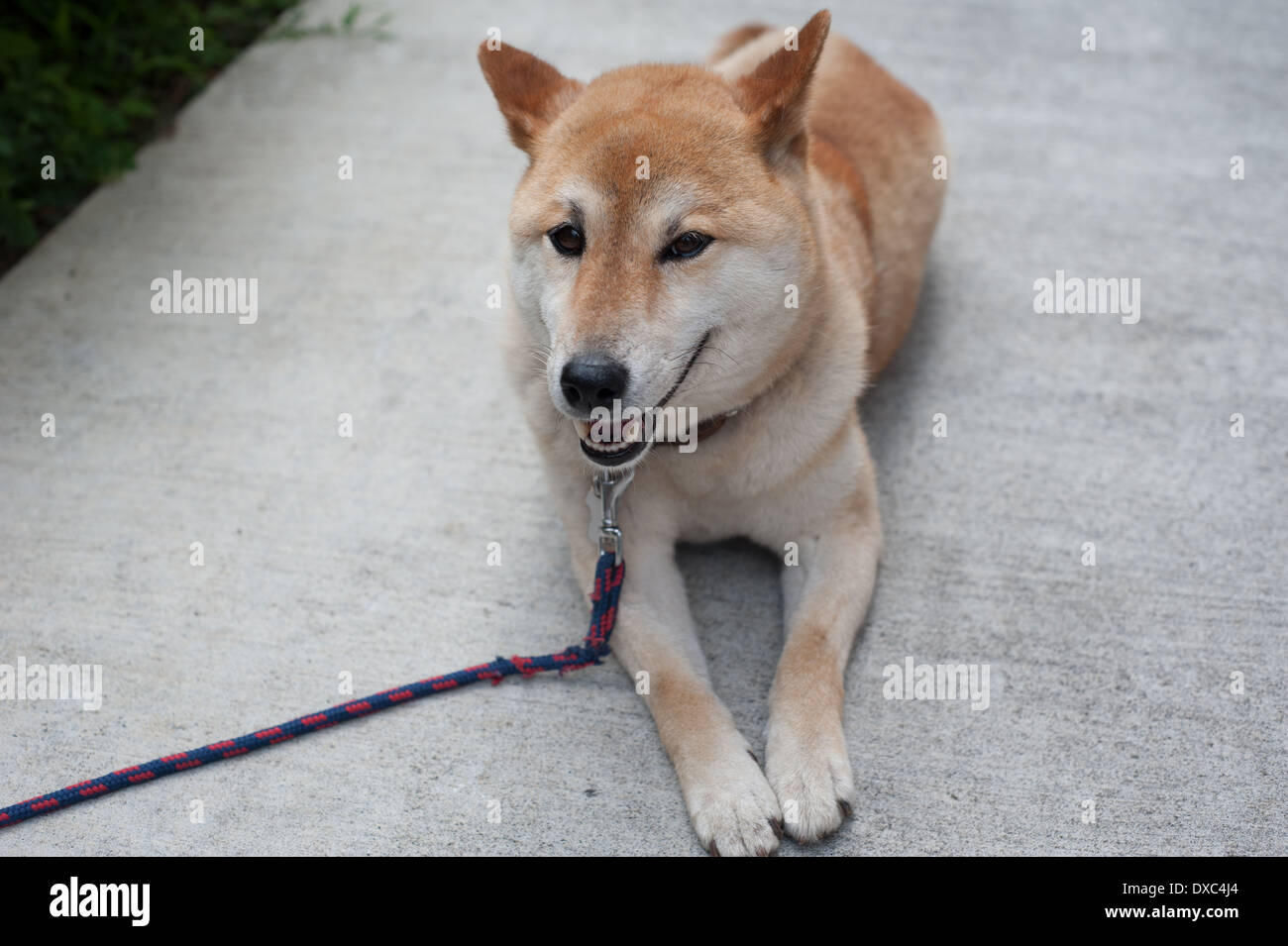 Tokyo shiba inu hi-res stock photography and images - Alamy
