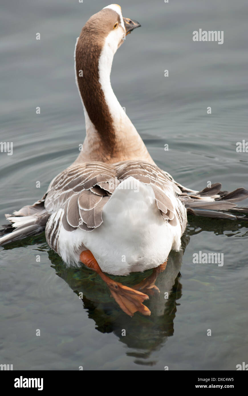 Goose at Lake Ashi in Hakone, Kanagawa Prefecture, Japan Stock Photo ...