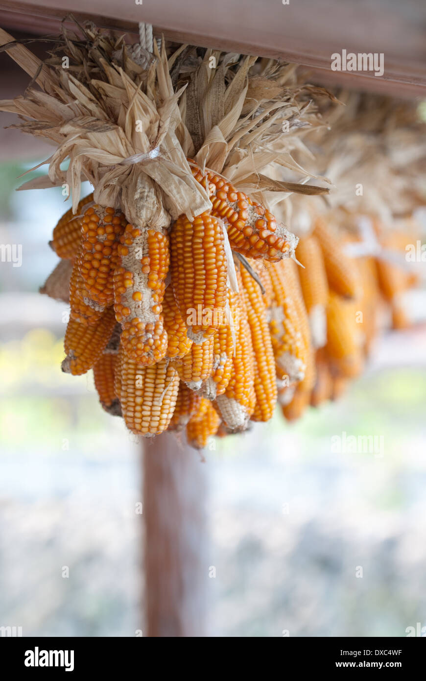 Corn drying under rooftop in Shizuoka Prefecture, Japan Stock Photo - Alamy