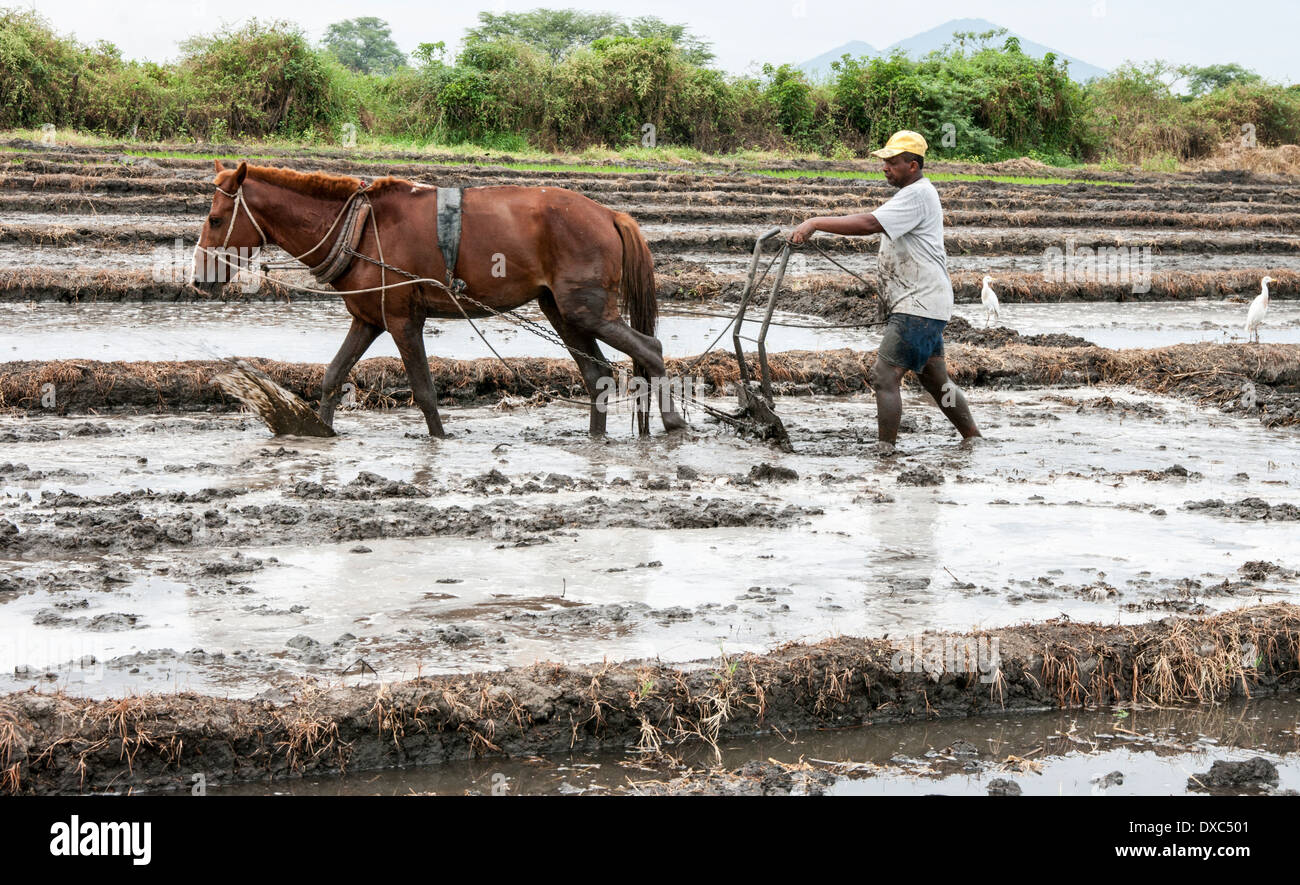 Farmers planting rice in Piura, Peru Stock Photo - Alamy