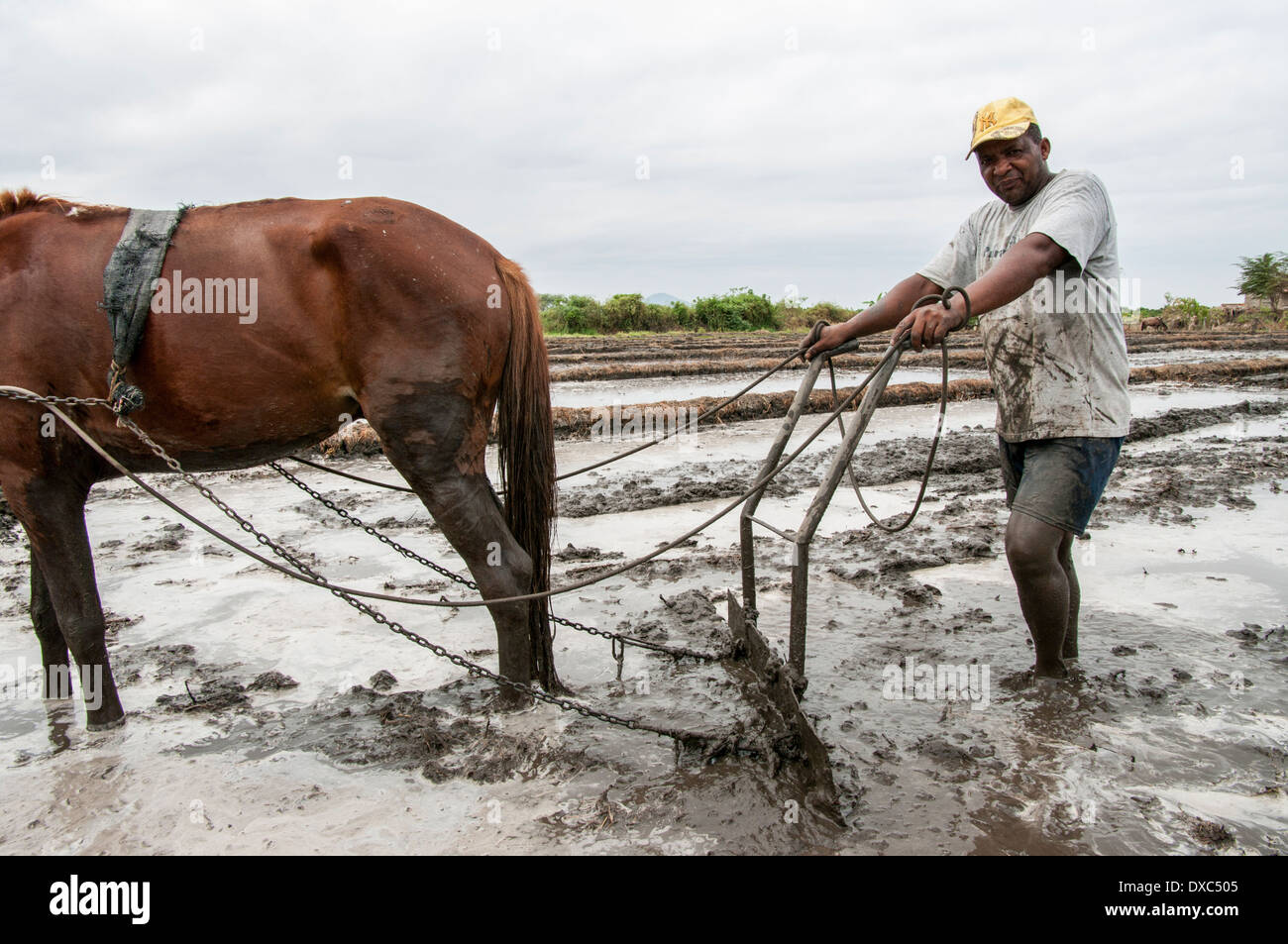Farmers planting rice in Piura, Peru Stock Photo - Alamy