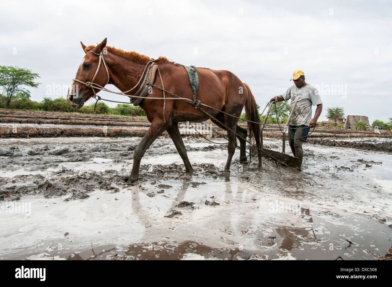 Farmers planting rice in Piura, Peru Stock Photo - Alamy