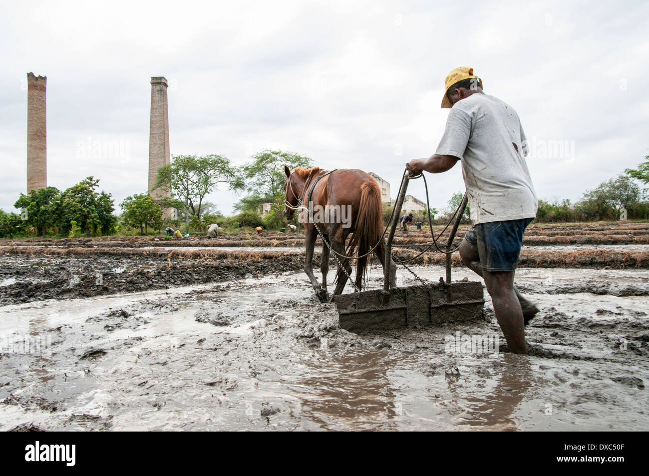 Farmers and rice hi-res stock photography and images - Alamy