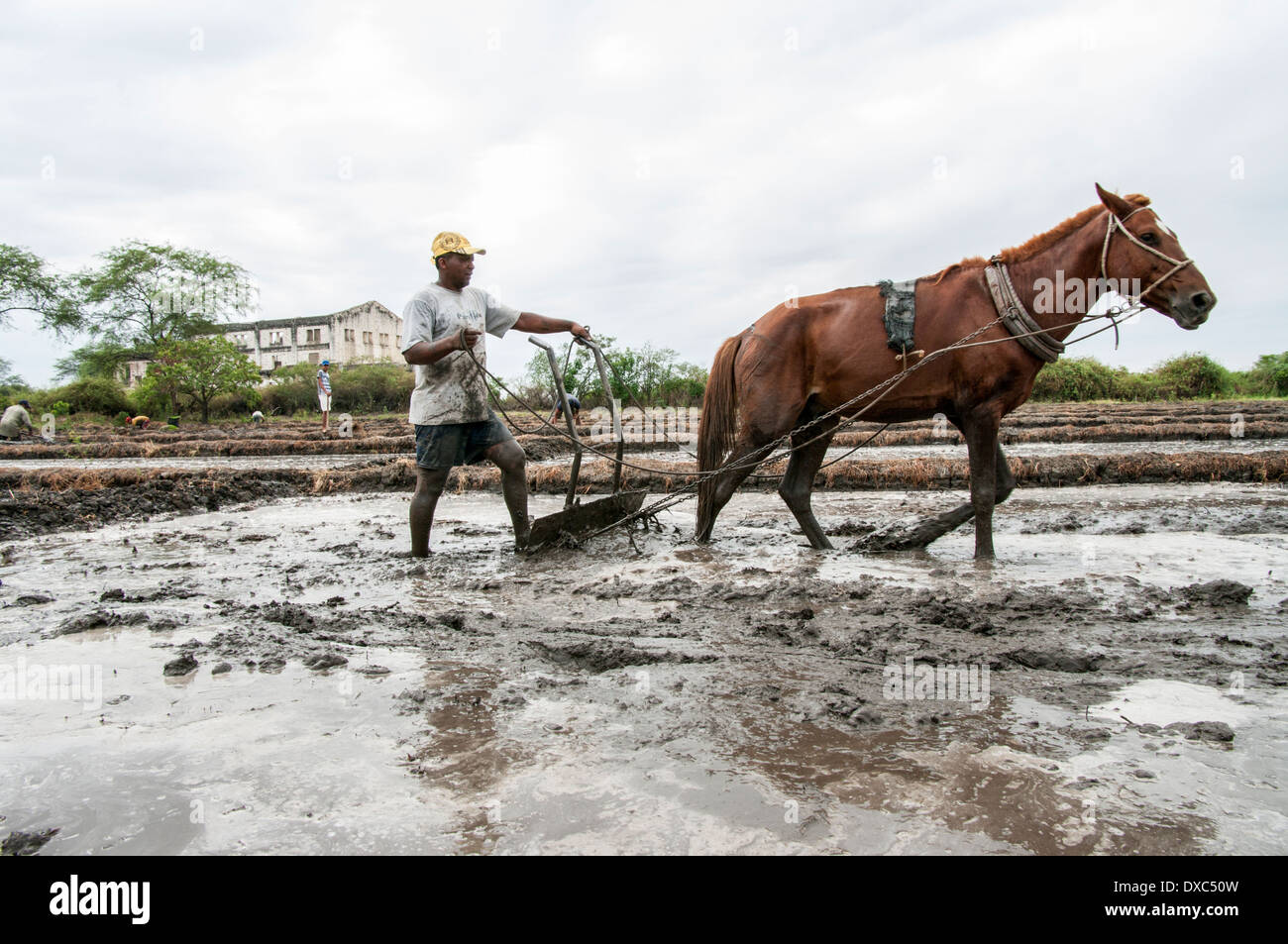 Farmers planting rice in Piura, Peru Stock Photo - Alamy
