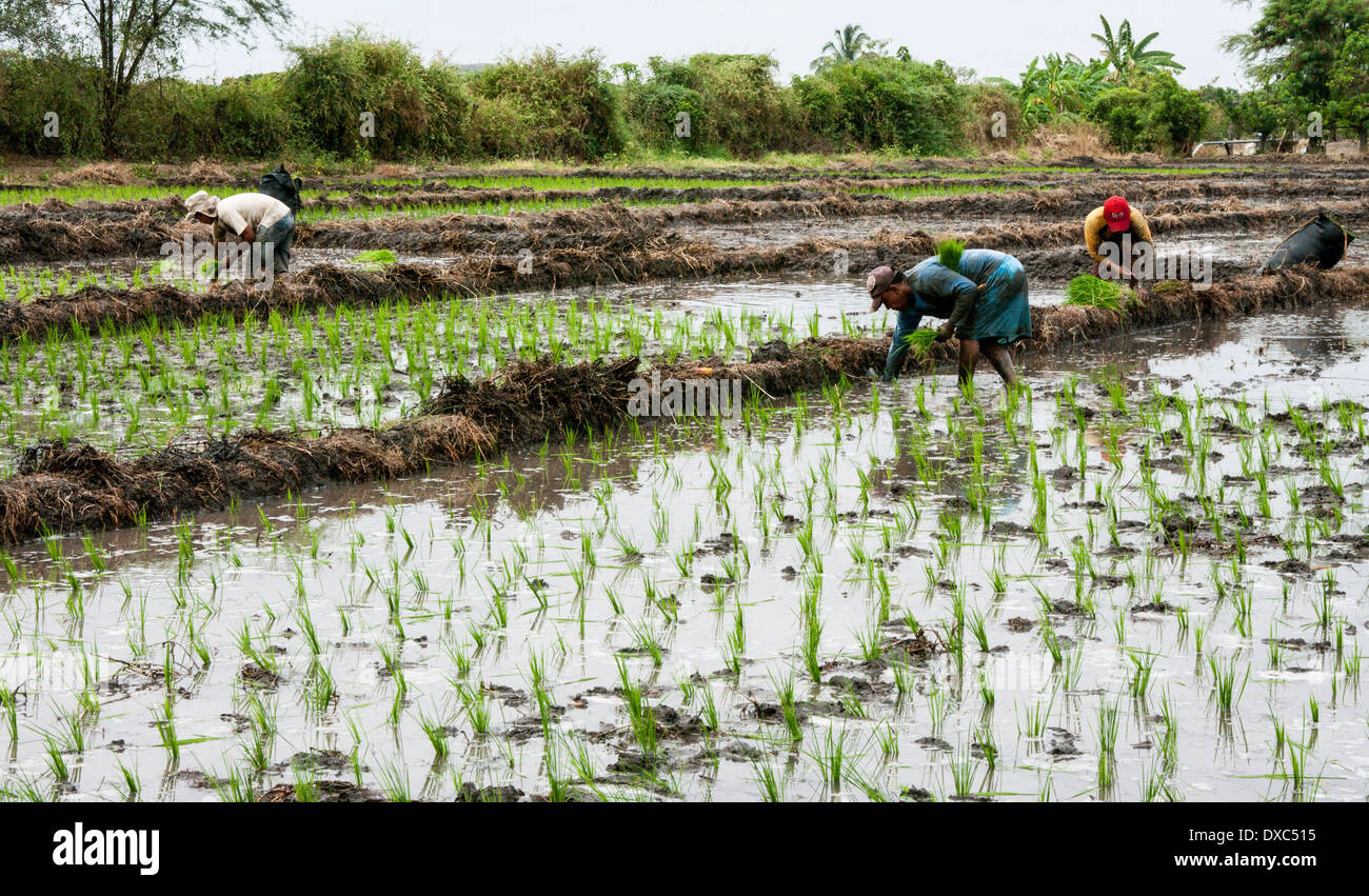 Farmers planting rice in Piura, Peru Stock Photo - Alamy