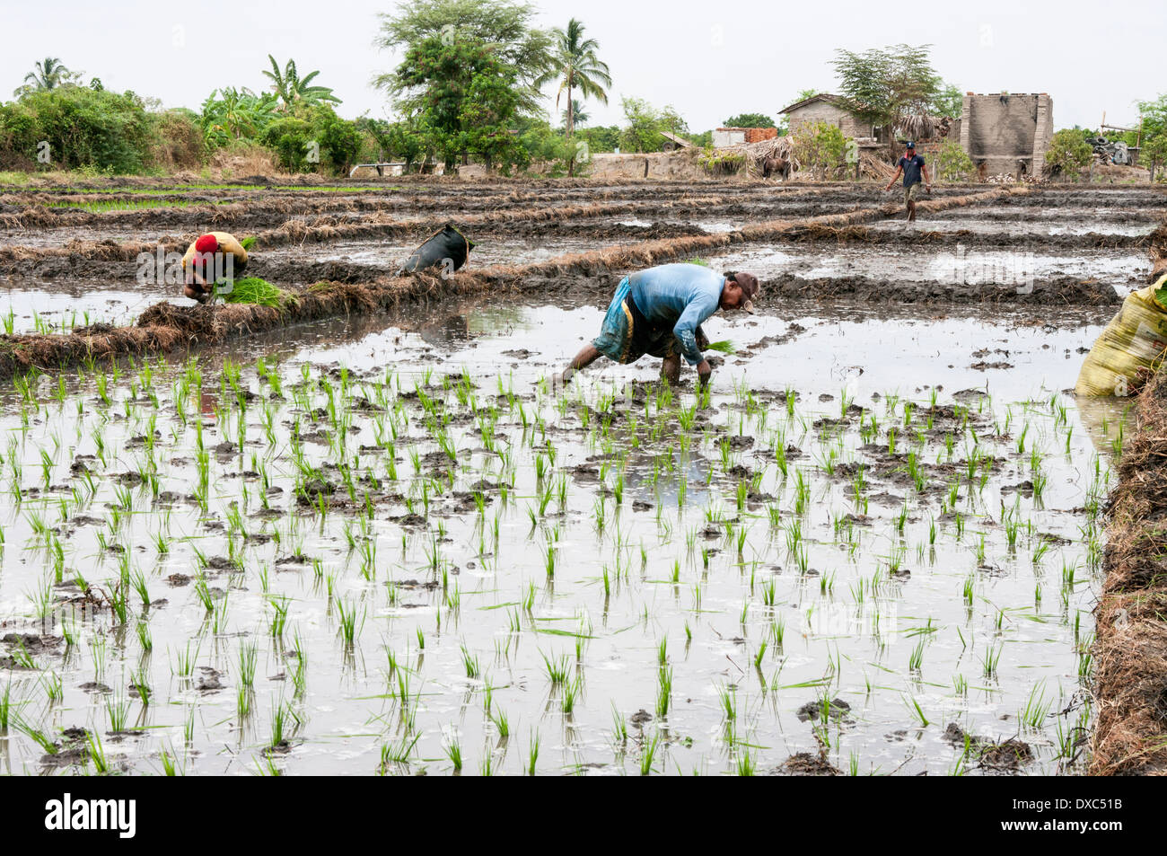 Farmers planting rice in Piura, Peru Stock Photo - Alamy