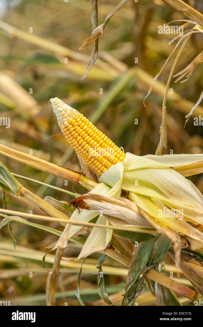 Corn on the cob in an agricultural field with the covering peeled back ...