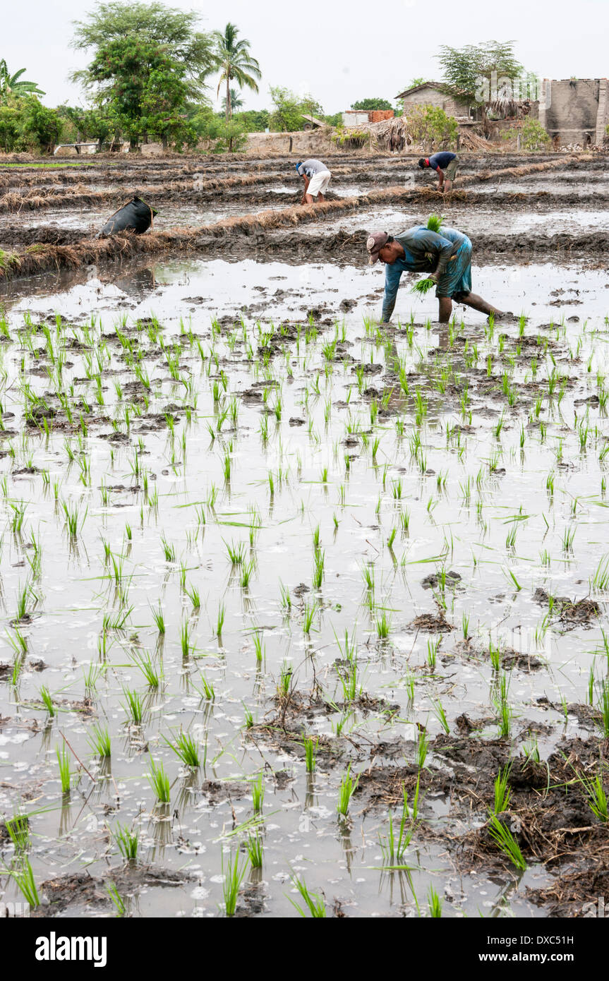 Farmers planting rice in Piura, Peru Stock Photo - Alamy