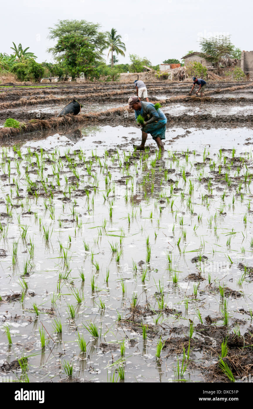 Farmers planting rice in Piura, Peru Stock Photo - Alamy