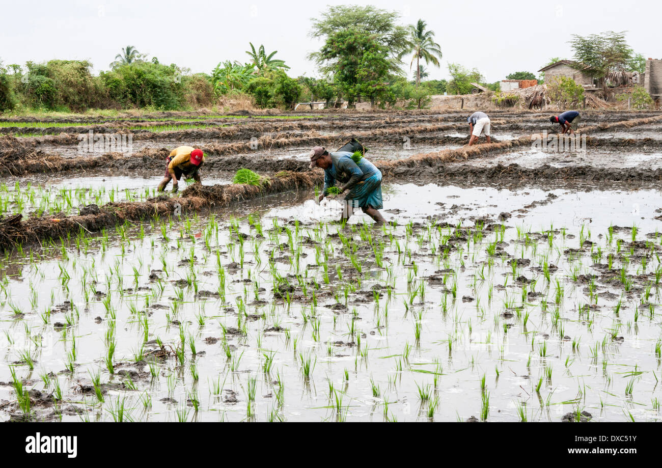 Farmers planting rice in Piura, Peru Stock Photo - Alamy