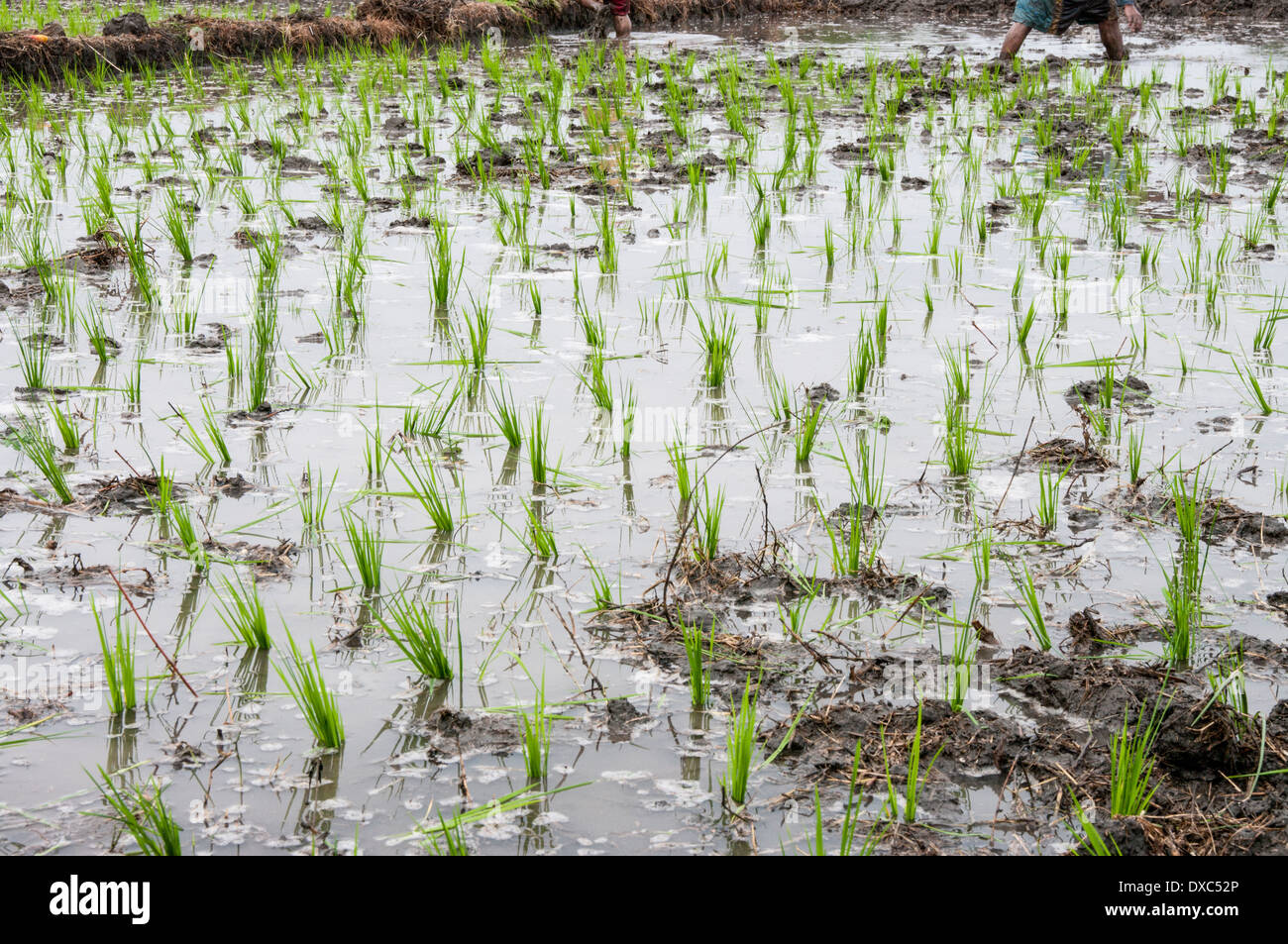 Farmers harvest south america hi-res stock photography and images - Alamy