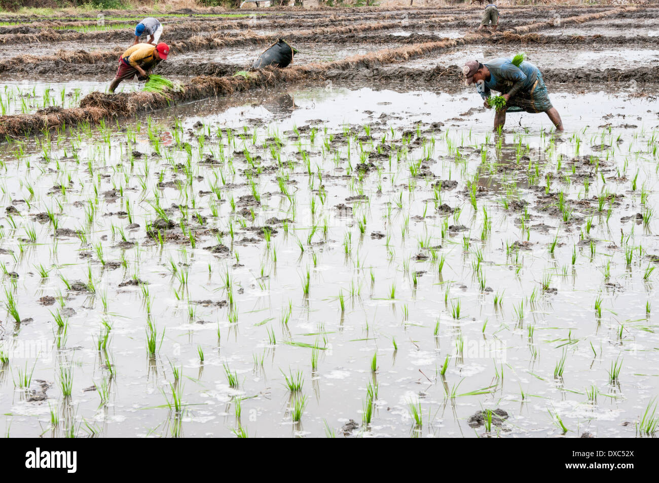 Farmers planting rice in Piura, Peru Stock Photo - Alamy