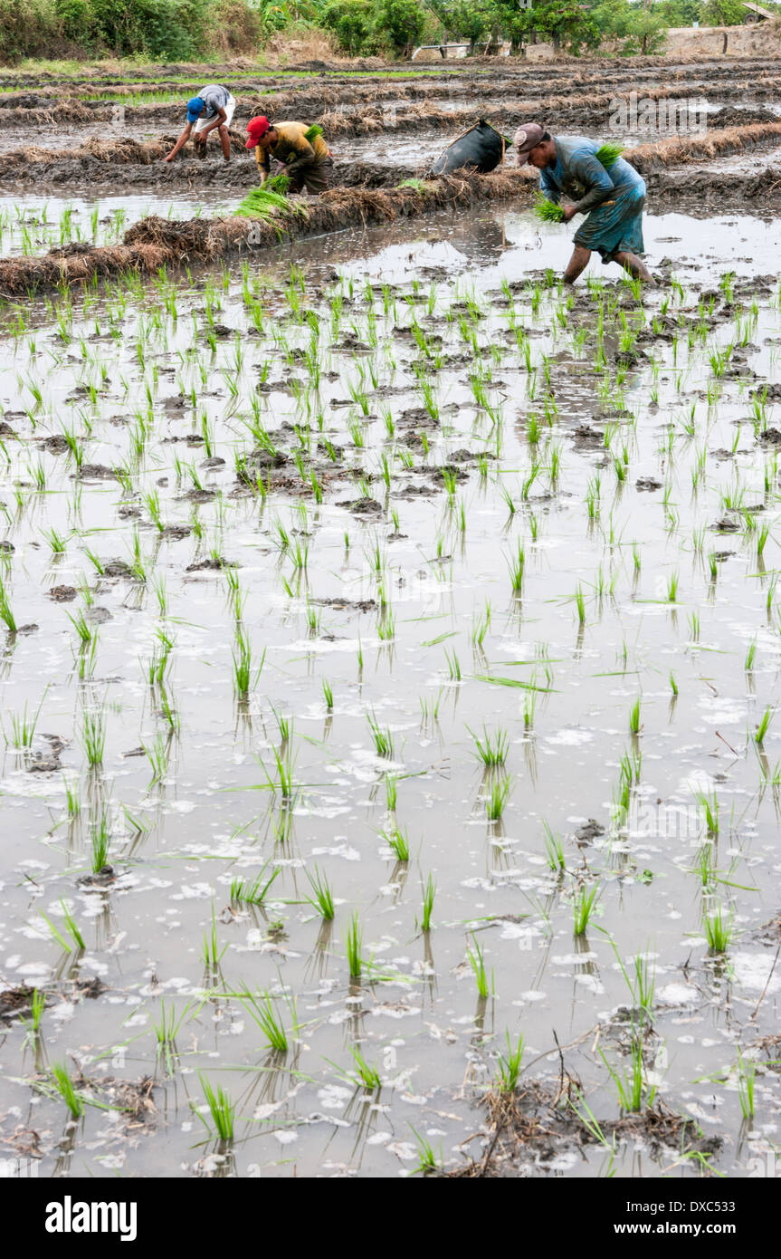 Farmers planting rice in Piura, Peru Stock Photo - Alamy