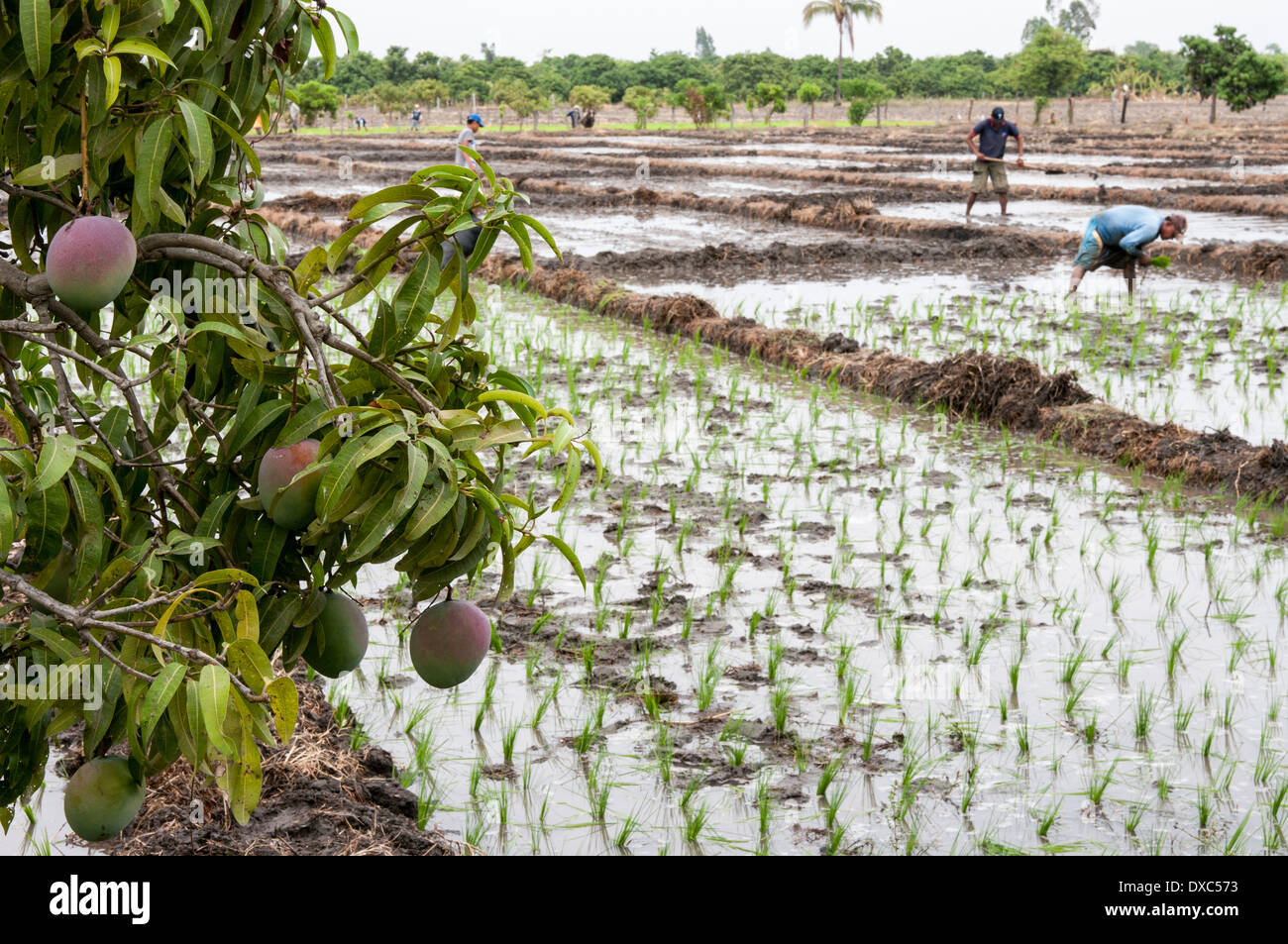 Farmers planting rice in Piura, Peru Stock Photo - Alamy