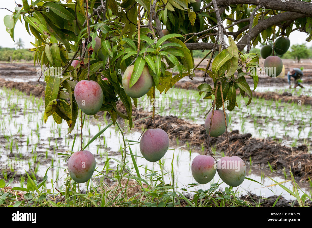 Mangoes on the tree. Piura, Peru Stock Photo - Alamy