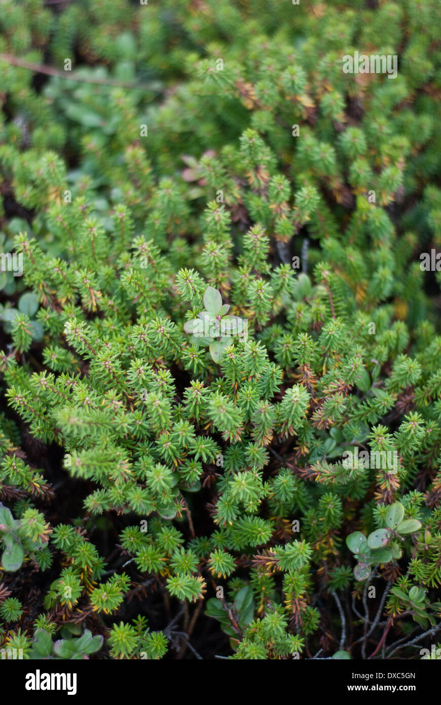 Green plants at Mount Kusatsu-Shirane, Gunma Prefecture, Japan Stock ...