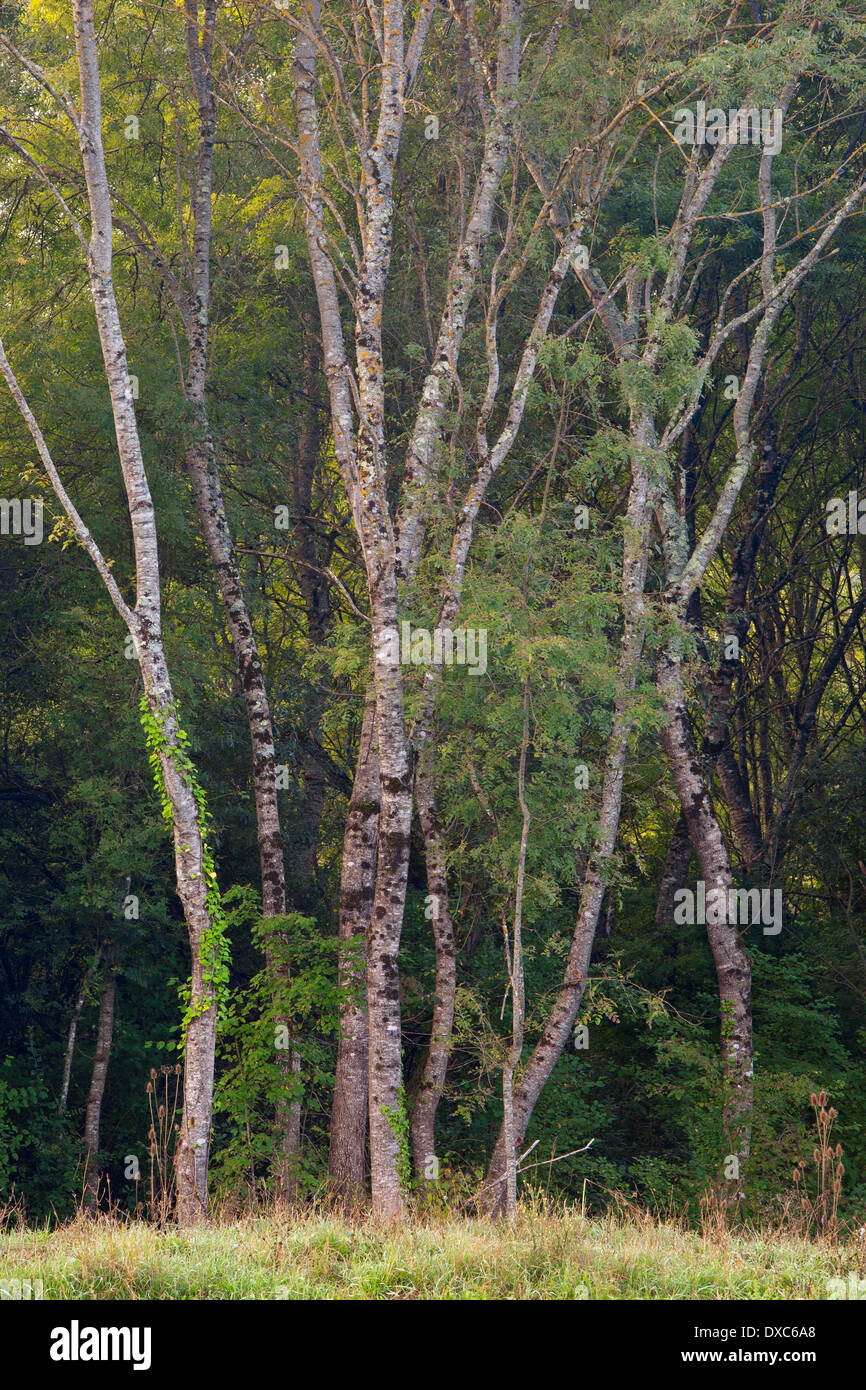 Trees in Motovun forest, Istria, Croatia Stock Photo - Alamy